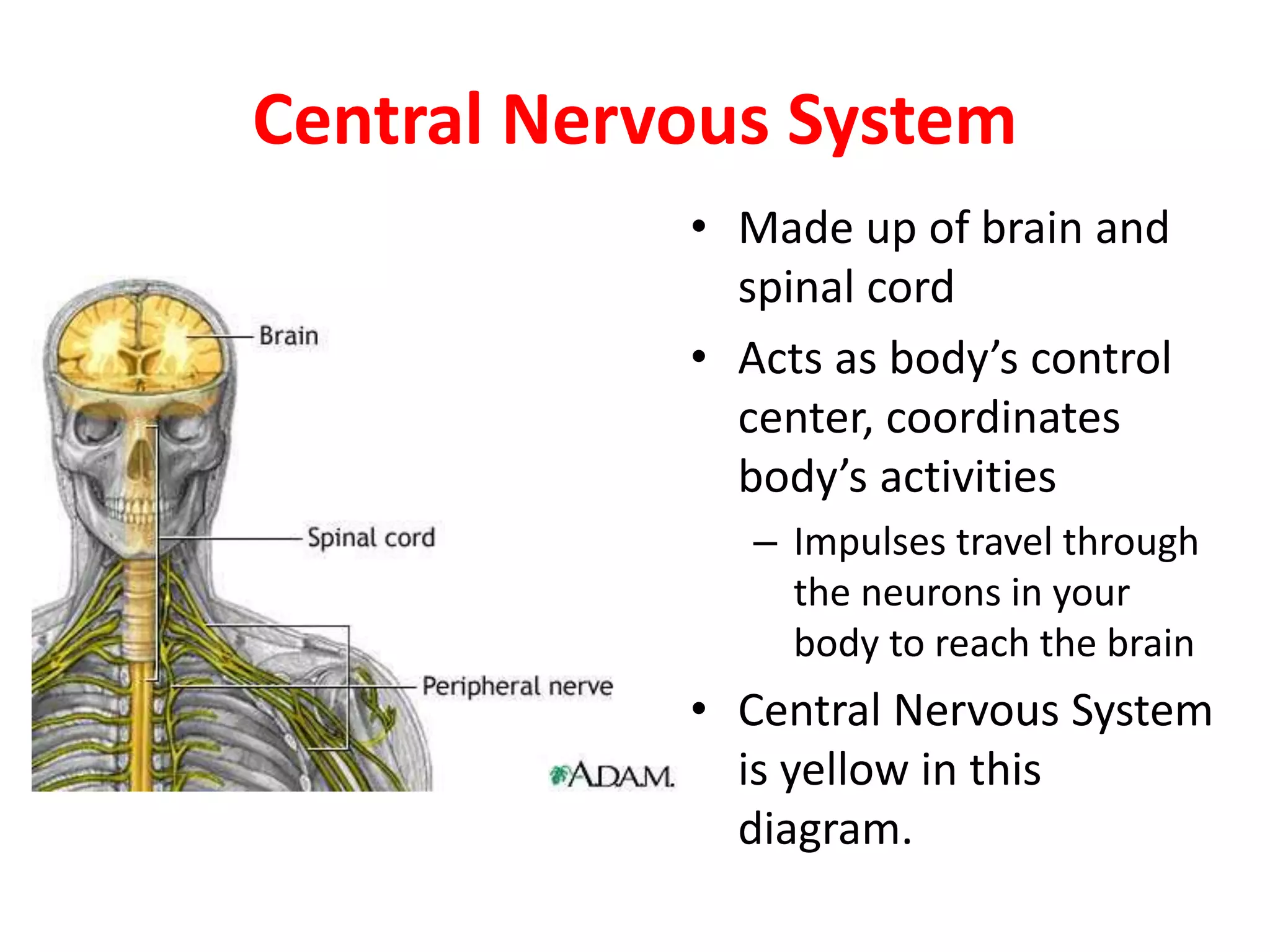 Nervous system | PPT