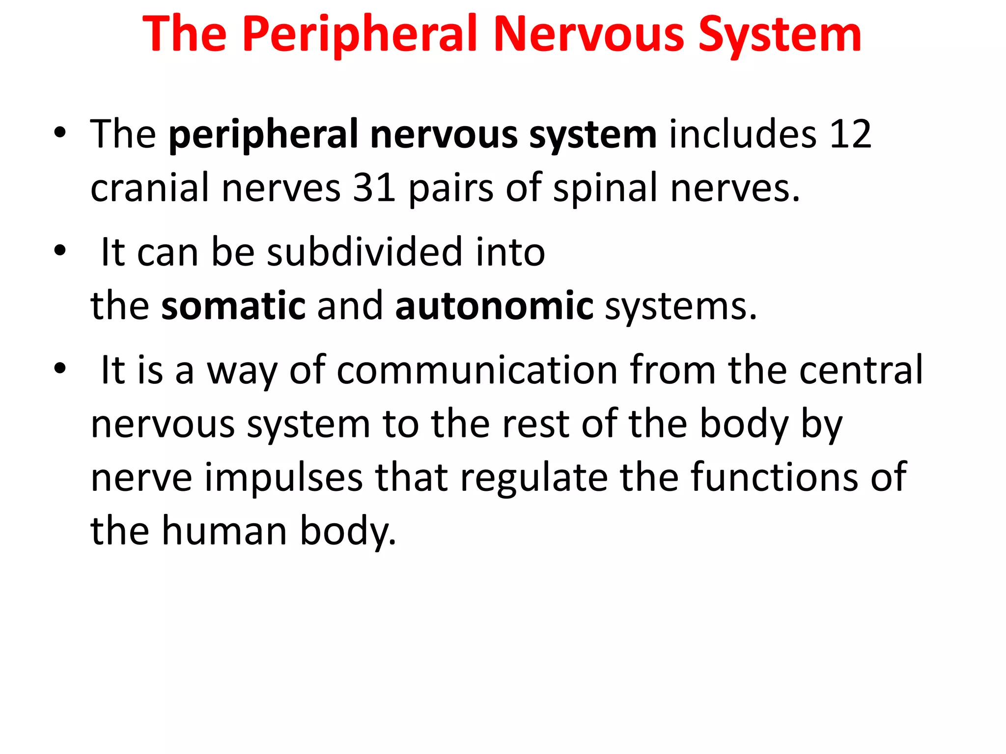Nervous system | PPT