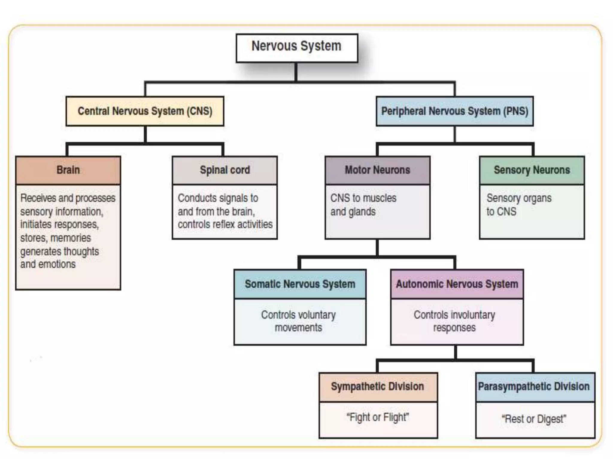 Nervous system | PPT