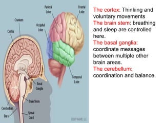 Nervous system | PPT