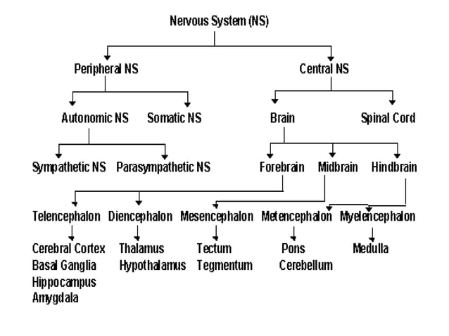 Nervous system | PPT