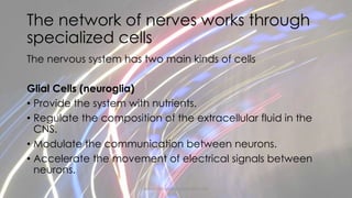 Nervous system | PPT
