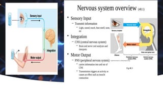 Nervous system | PPT