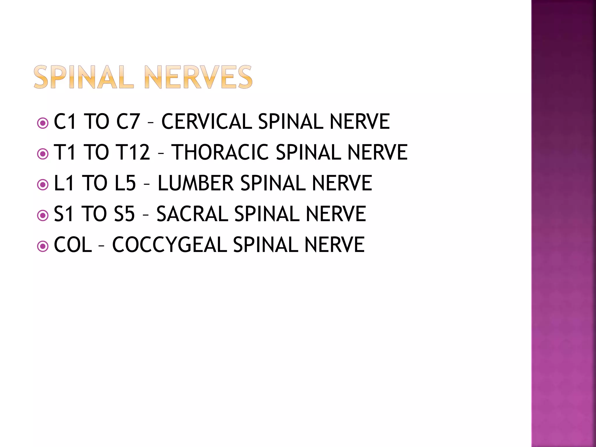 Nervous system | PPTX