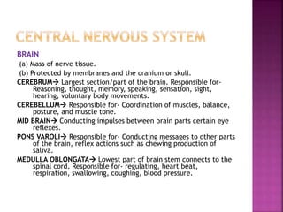Nervous system | PPTX