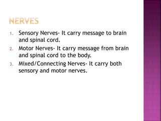 Nervous system | PPTX