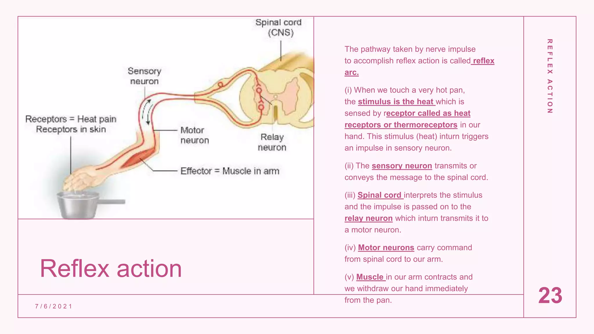 Nervous system | PPTX