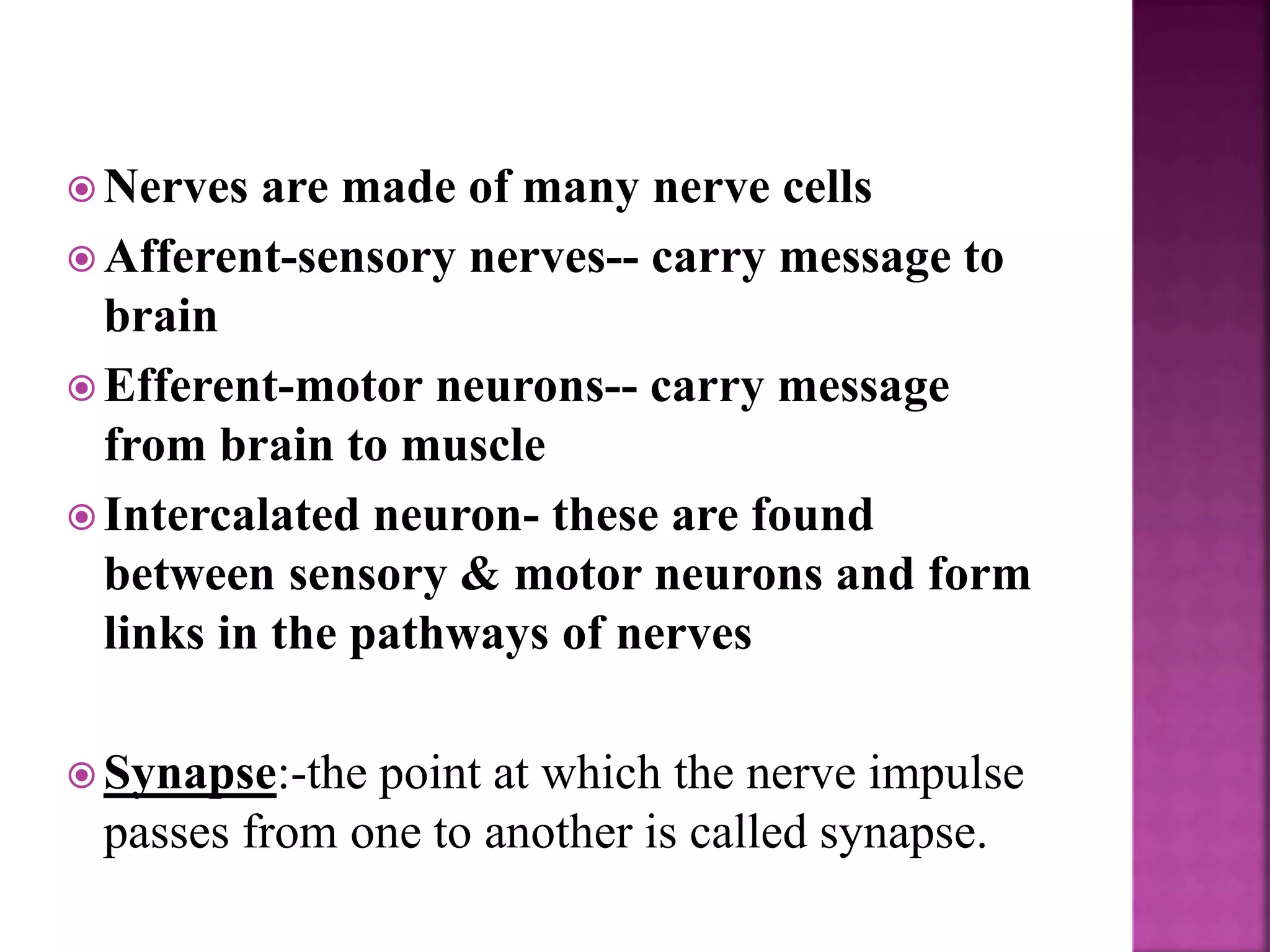 Nervous system | PPT