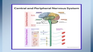 Nervous system | PPT