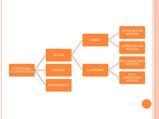 Nervous system | PPT