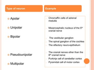 Nervous system | PPT