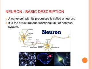 Nervous system | PPT
