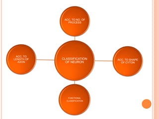 Nervous system | PPT
