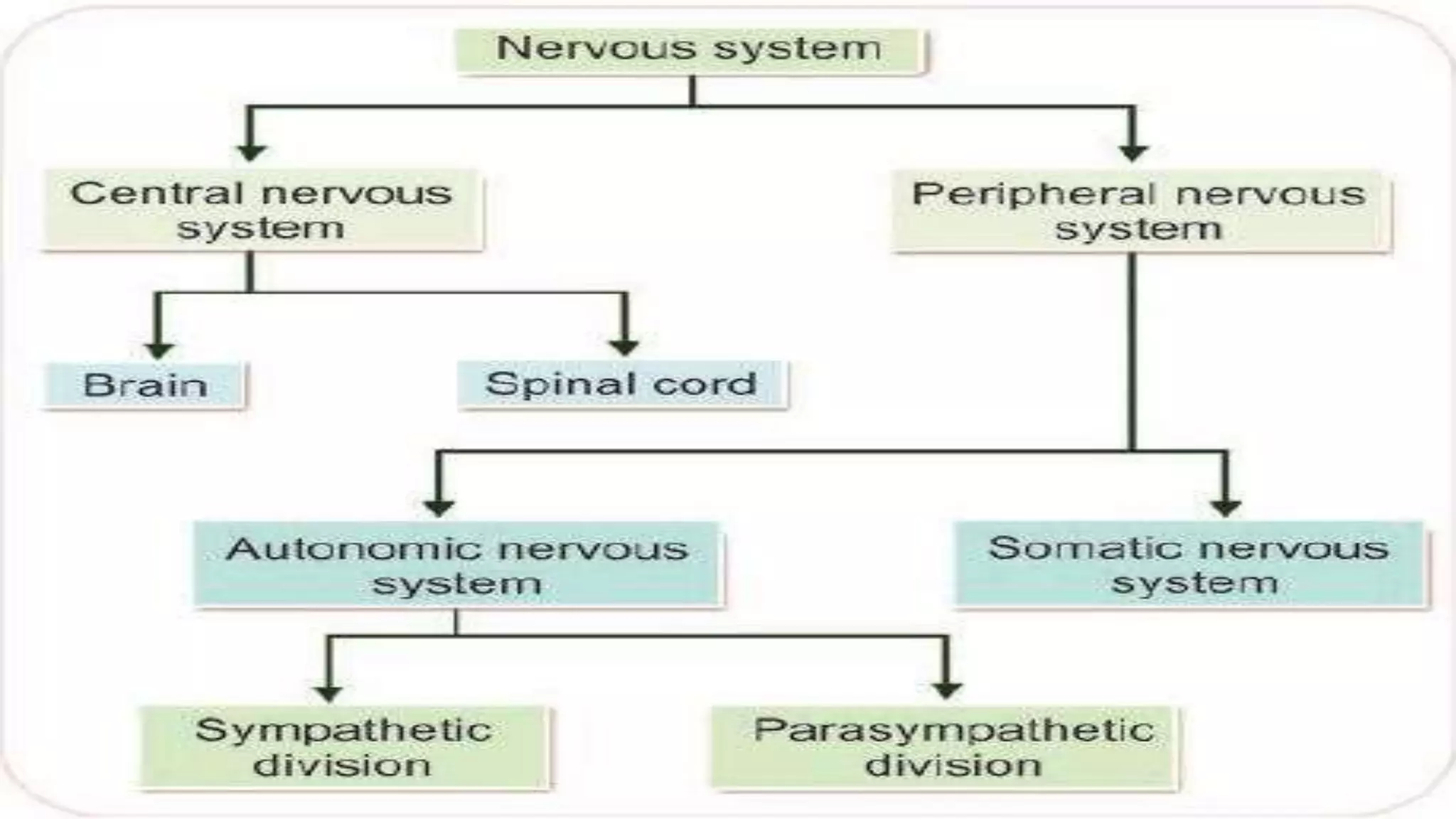 Nervous System: Classification | PPTX