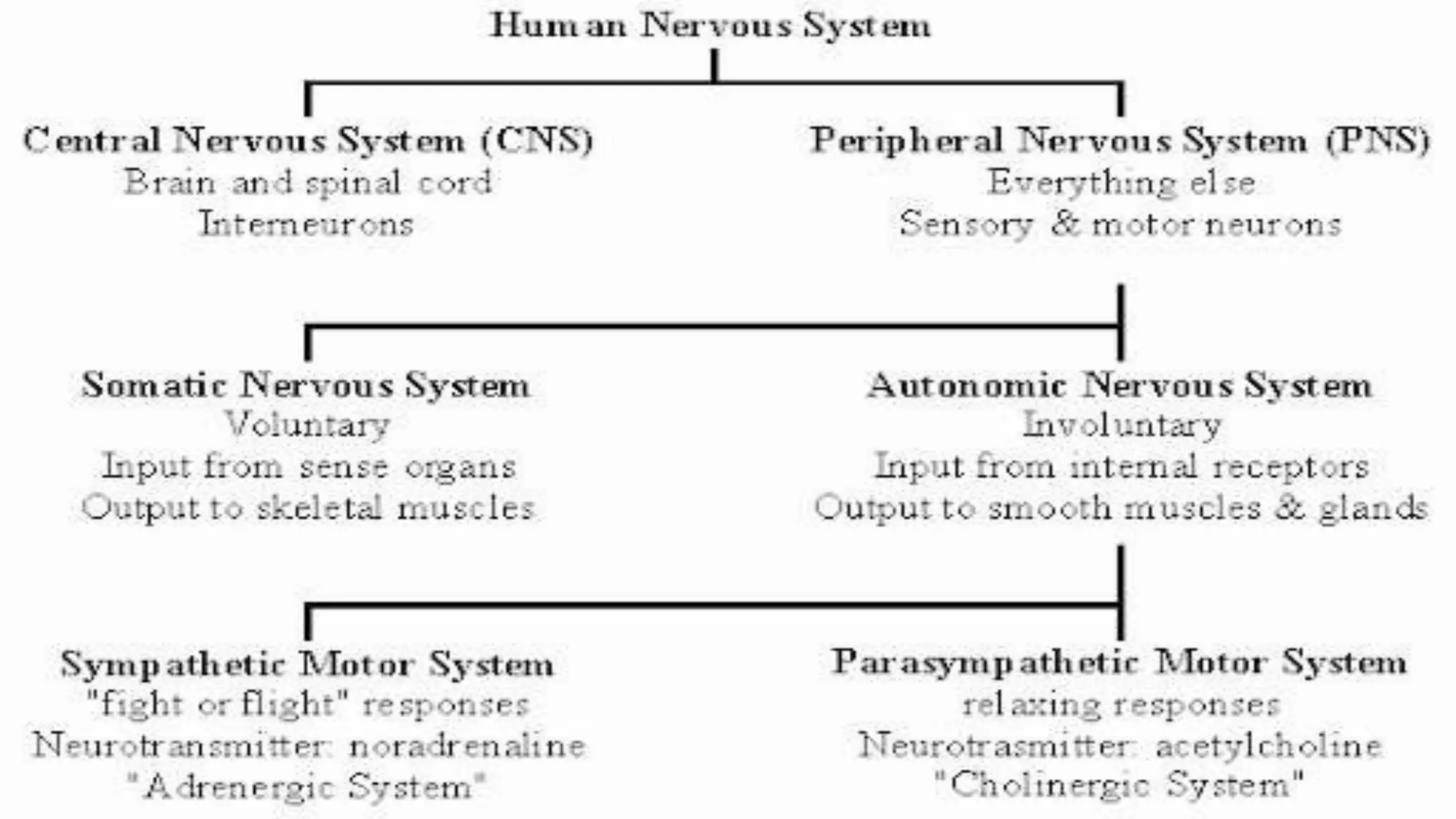 Nervous System: Classification | PPTX