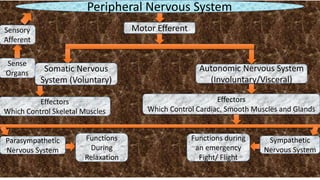 Nervous System: Classification | PPTX