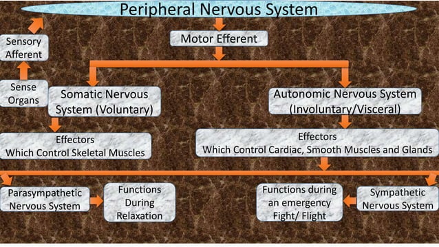 Nervous System: Classification | PPTX