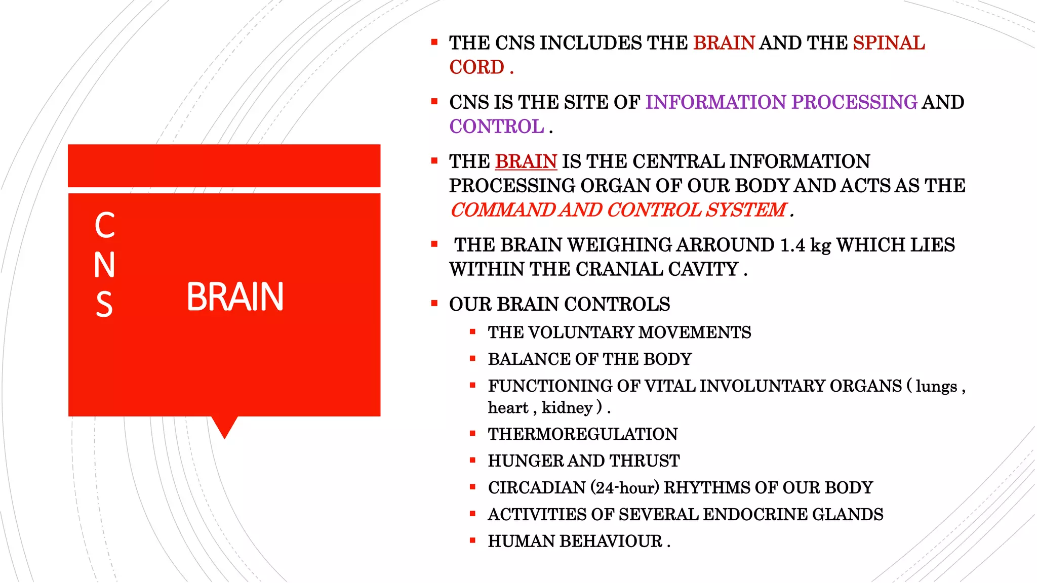 NERVOUS SYSTEM// Brain & Spinal cord //CRANIAL NERVES//Neuron | PPTX