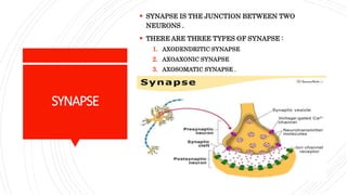 NERVOUS SYSTEM// Brain & Spinal cord //CRANIAL NERVES//Neuron | PPT