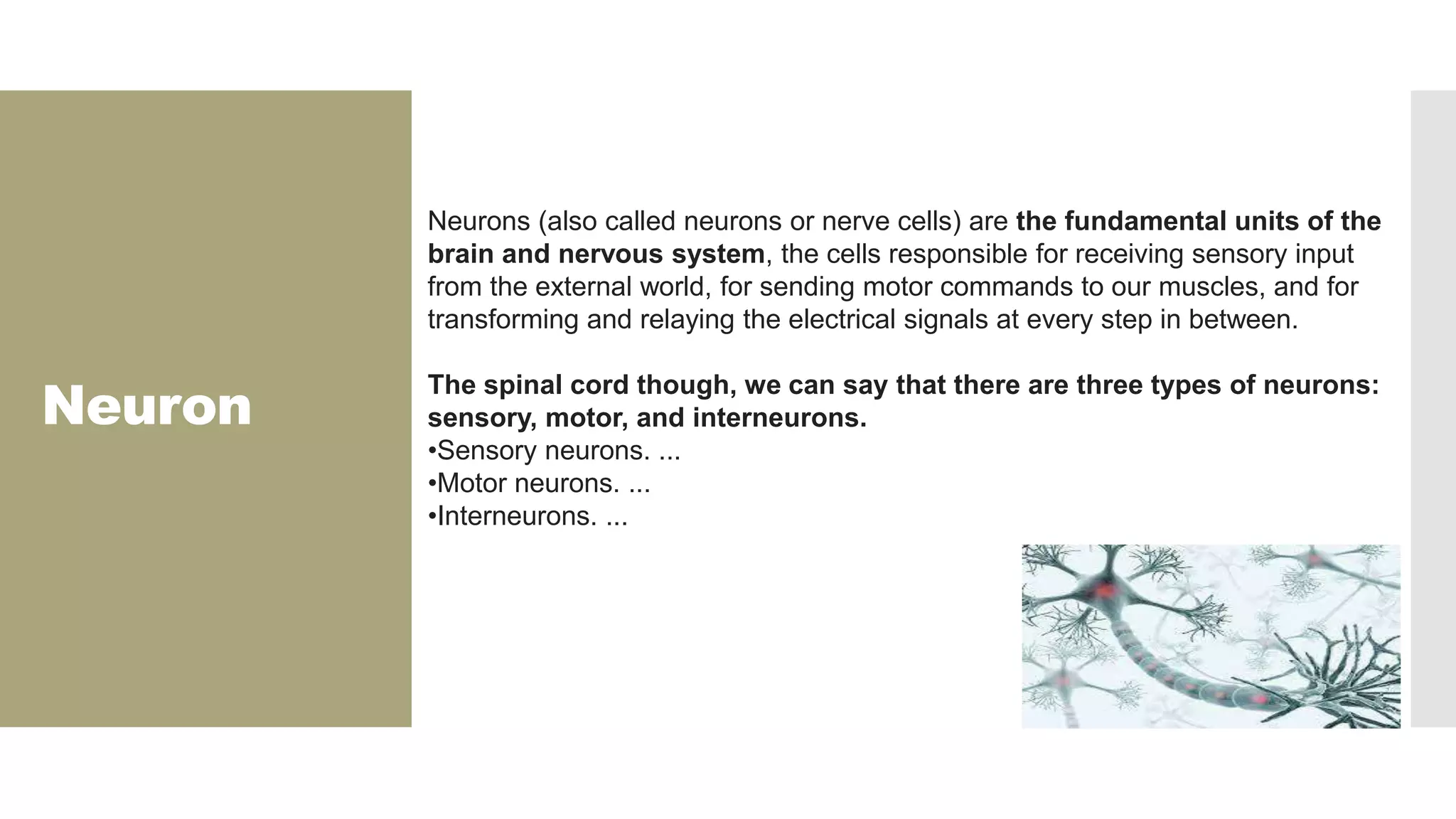 Nervous system.pptx
