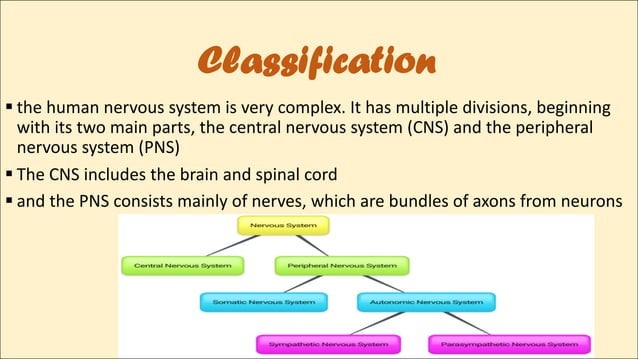 Nervous system.pdf | Brain and Nervous System Disorders | Diseases and ...