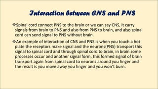 Nervous system.pdf | Brain and Nervous System Disorders | Diseases and ...
