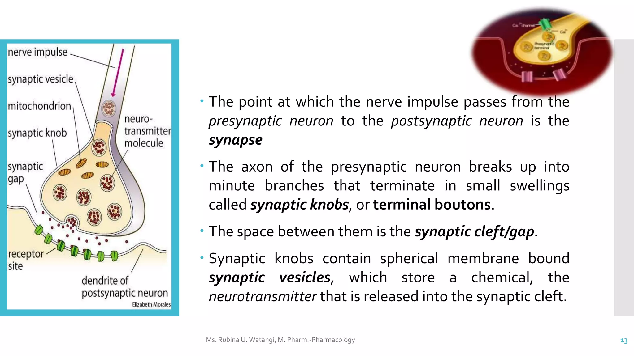Nervous System.pptx