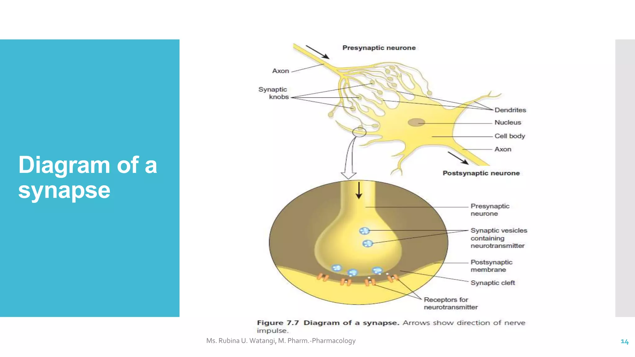 Nervous System.pptx