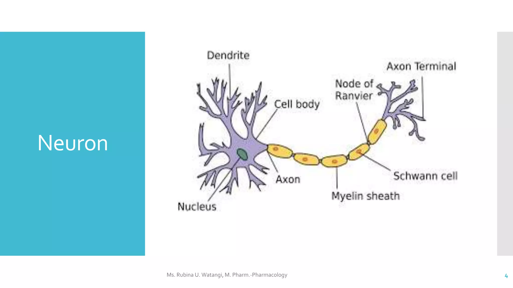 Nervous System.pptx | Brain and Nervous System Disorders | Diseases and Conditions