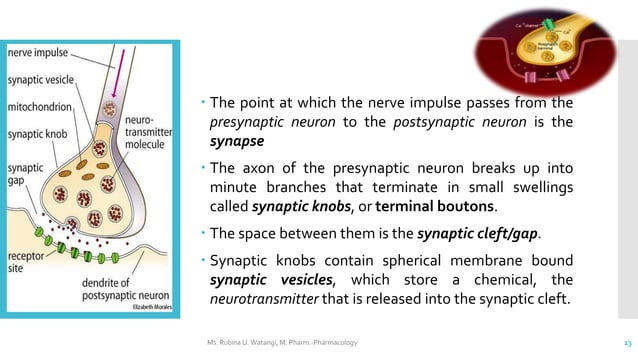 Nervous System.pptx