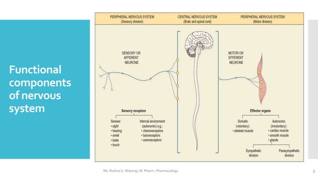 Nervous System.pptx