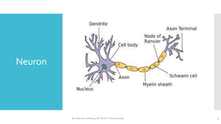 Nervous System.pptx | Brain and Nervous System Disorders | Diseases and Conditions