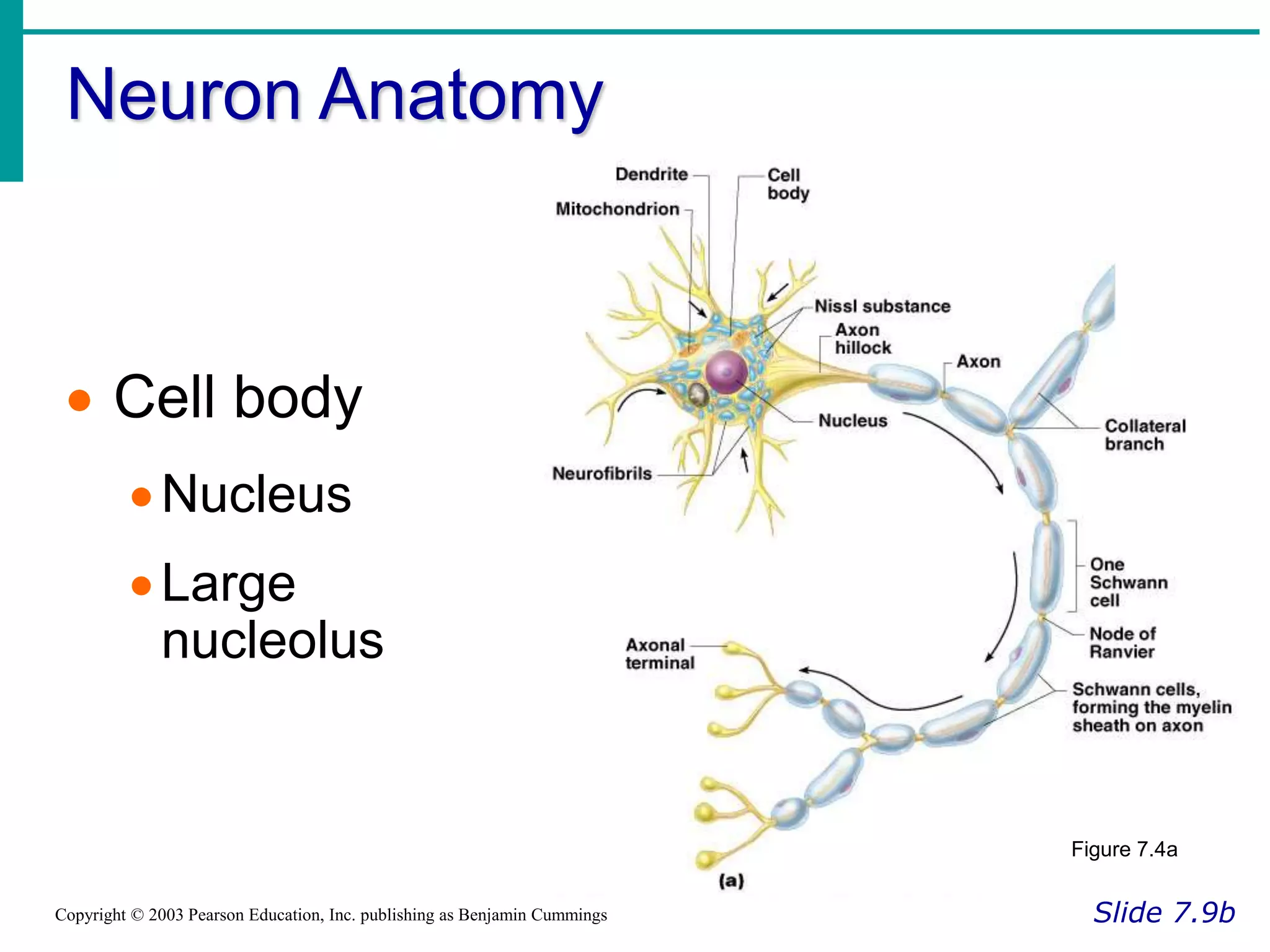 Nervous System.ppt
