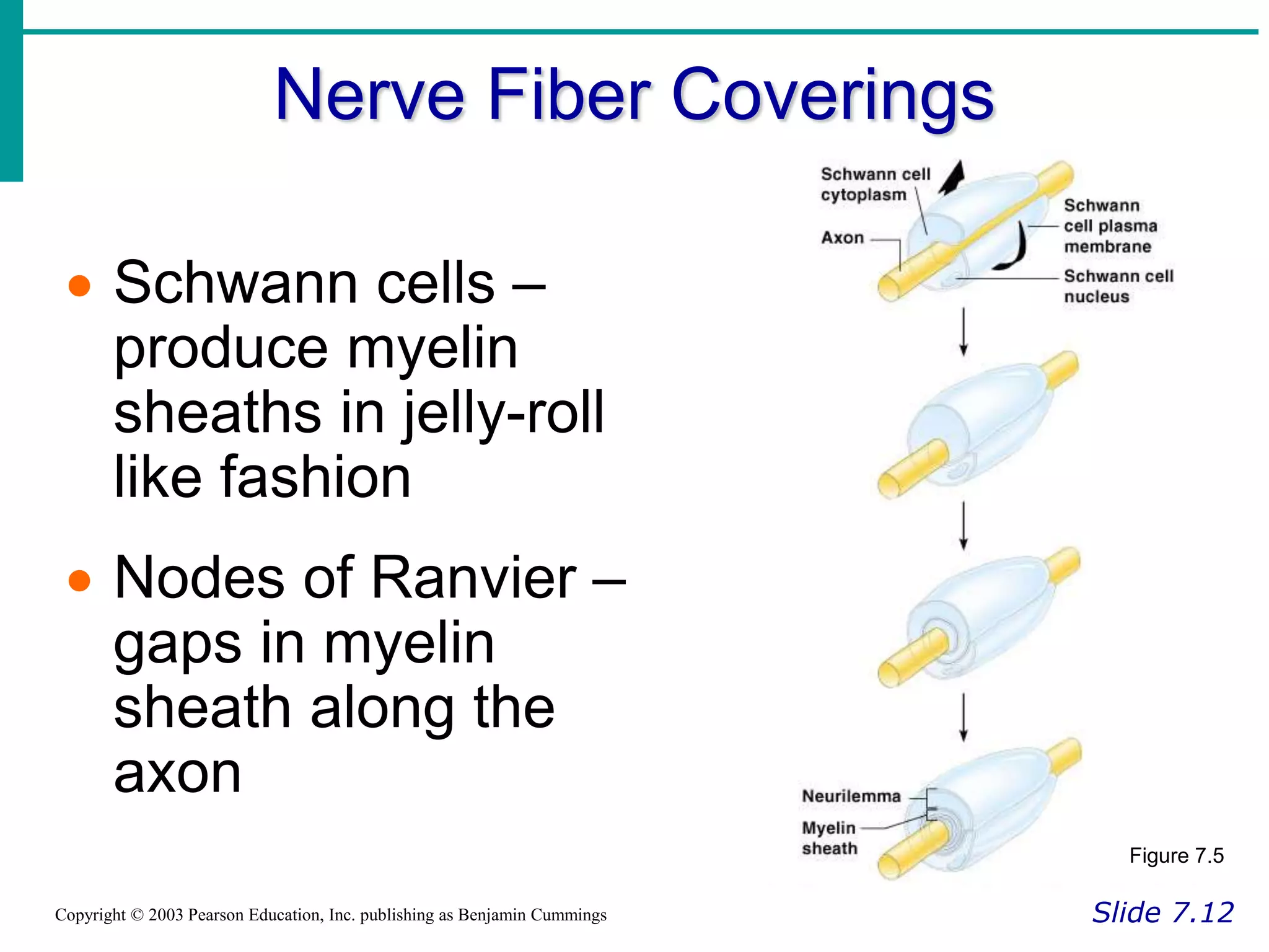 Nervous System.ppt