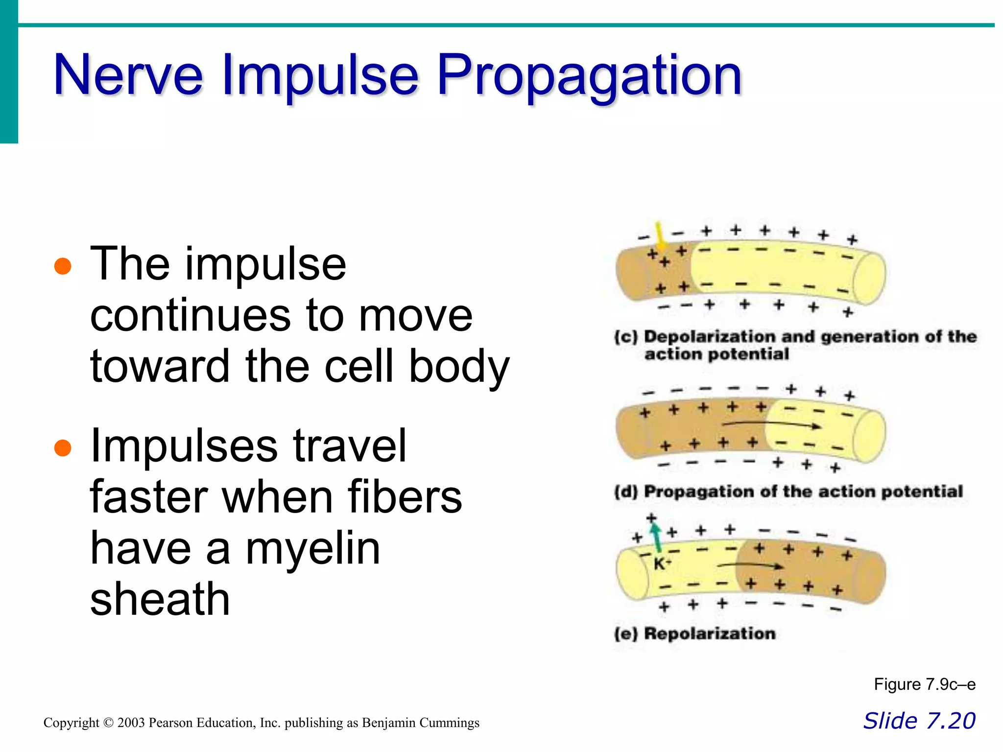 Nervous System.ppt
