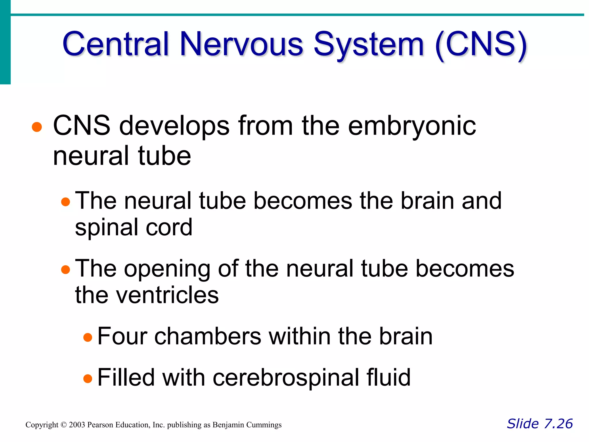 Nervous System.ppt