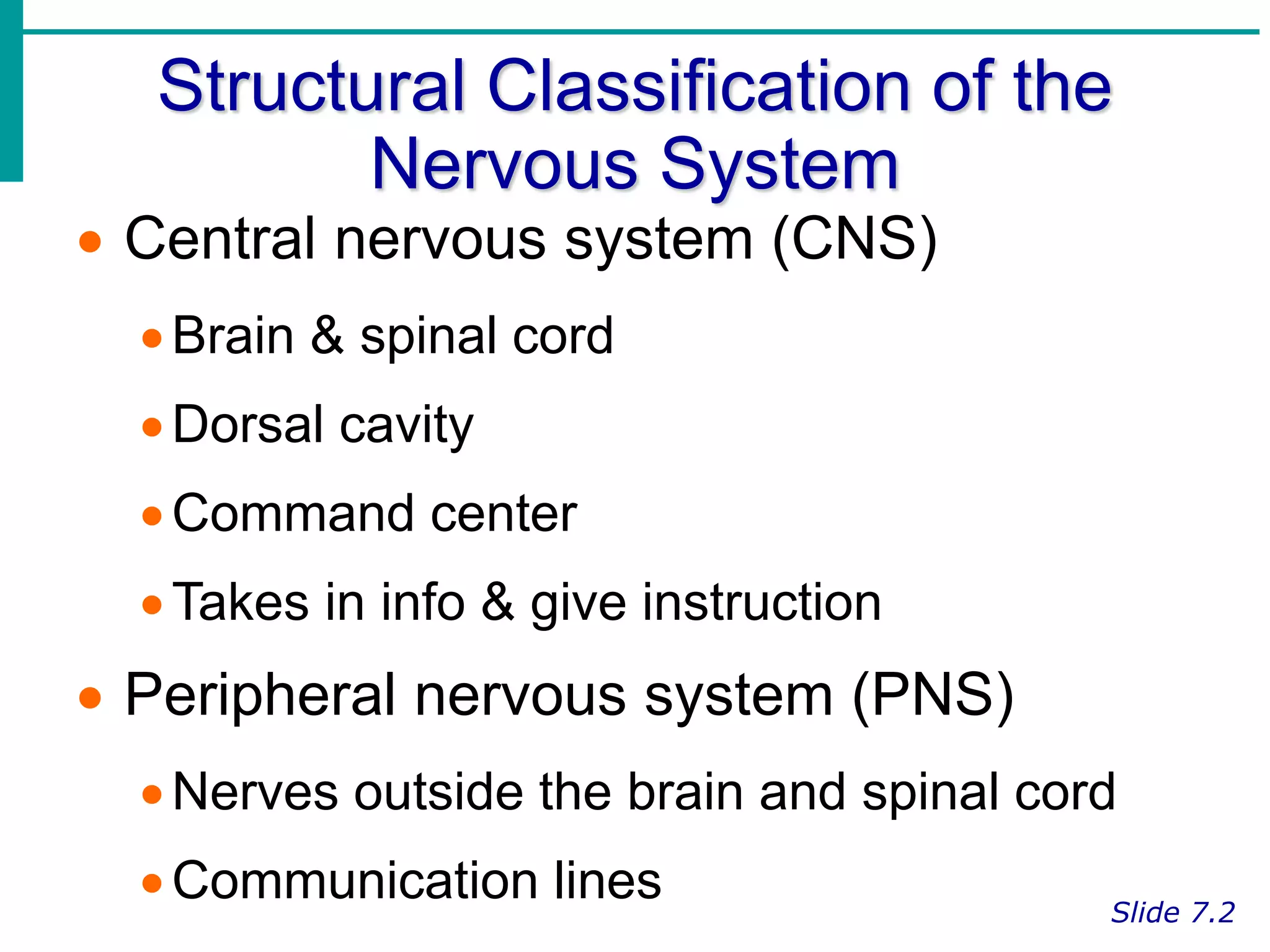 Nervous System.ppt