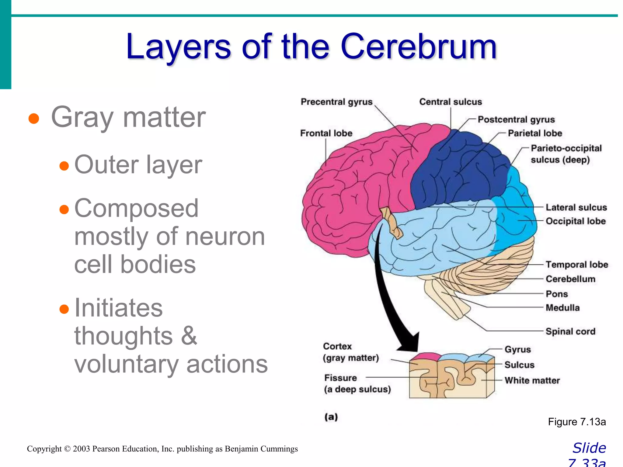 Nervous System.ppt