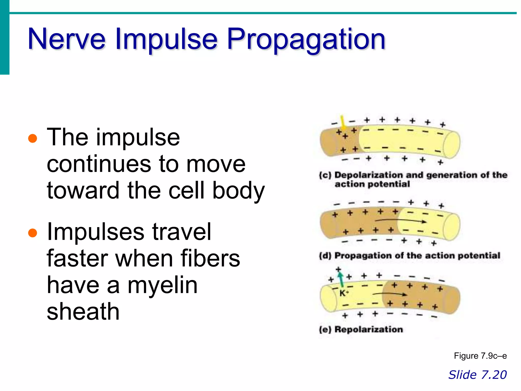 Nervous System.ppt