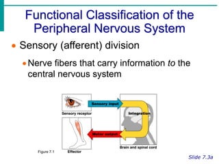 Nervous System.ppt