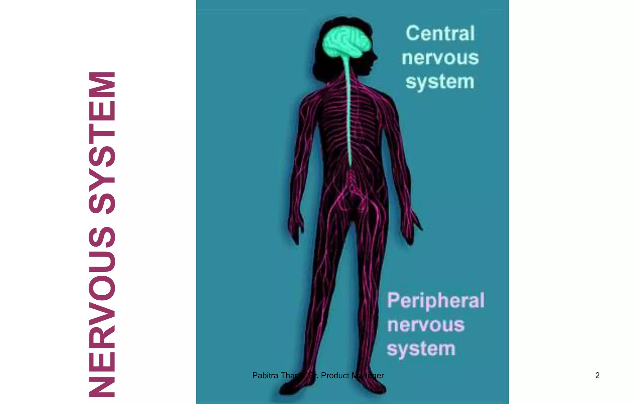 Nervous System.pptx