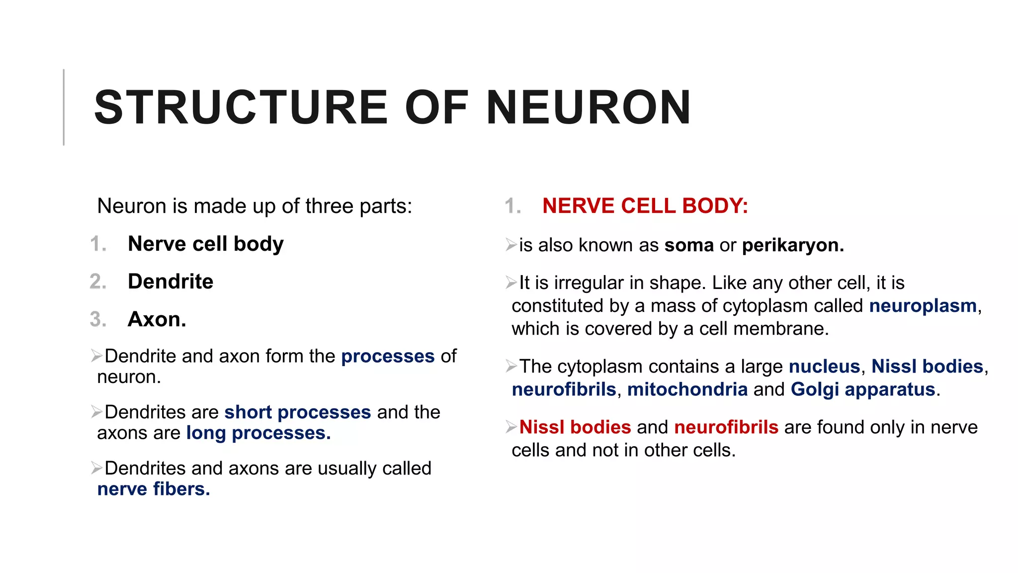 Nervous system.pdf