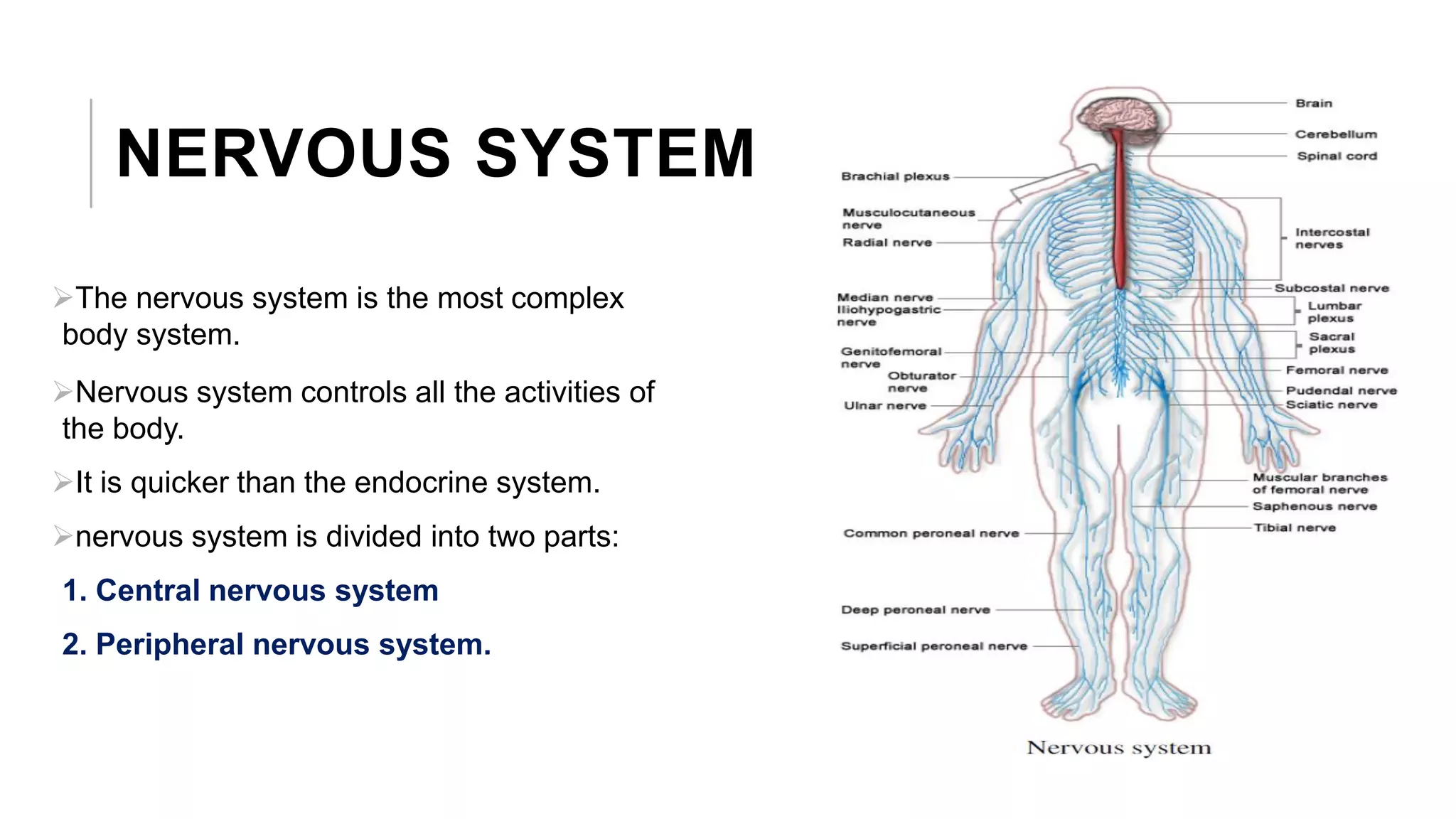 Nervous system.pdf