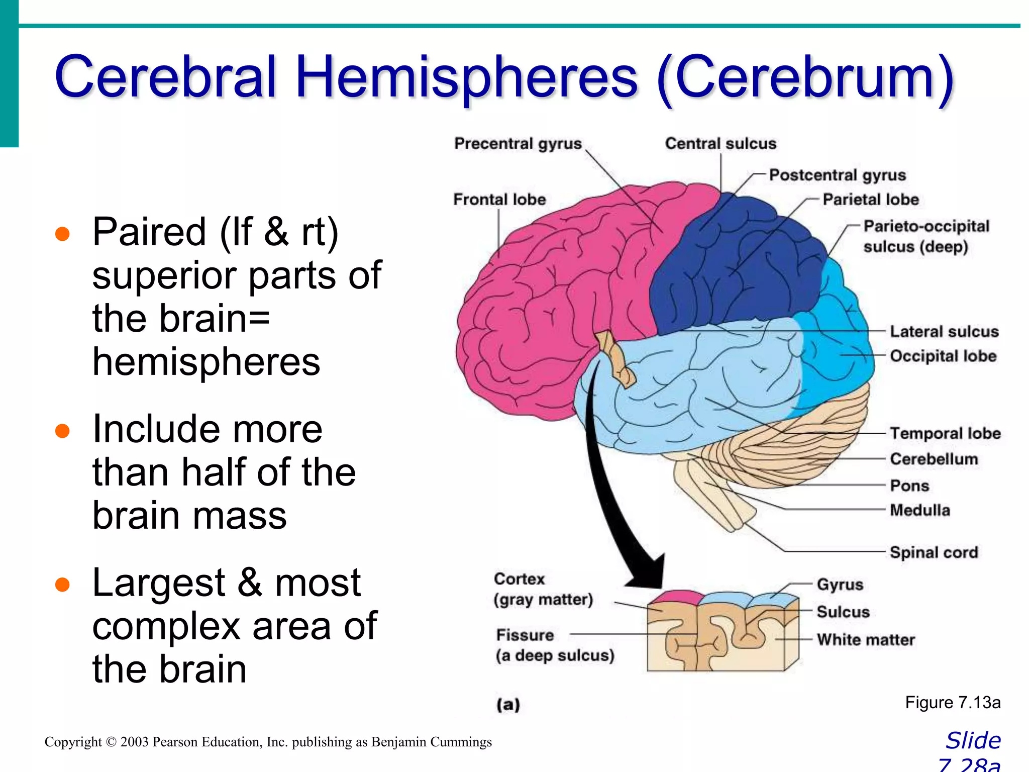 Nervous System.ppt