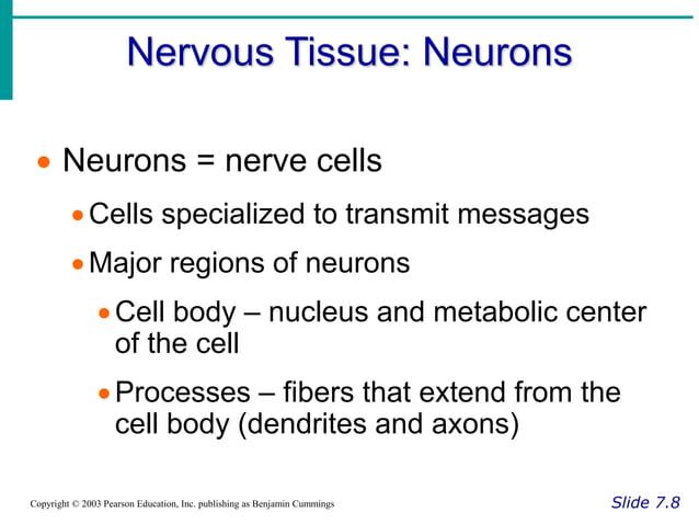 Nervous System.ppt