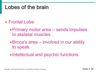 Nervous System.ppt