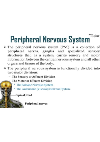 NERVOUS SYSTEM.pdf