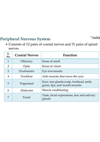 NERVOUS SYSTEM.pdf