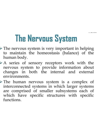 NERVOUS SYSTEM.pdf
