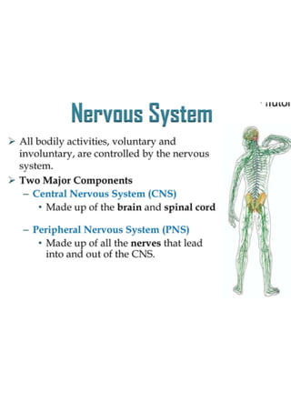 NERVOUS SYSTEM.pdf